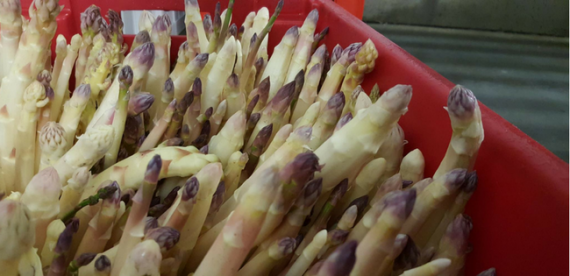 Pour tout savoir sur les Asperges Blanches + Recette | Asperges Primera