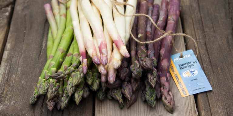 Vous voulez en savoir plus sur la culture des asperges ? – Asperges Primera